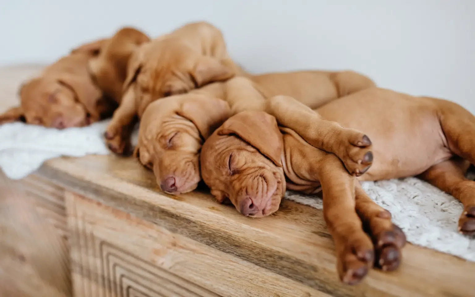 How to Choose a Puppy – Chomp & Chew