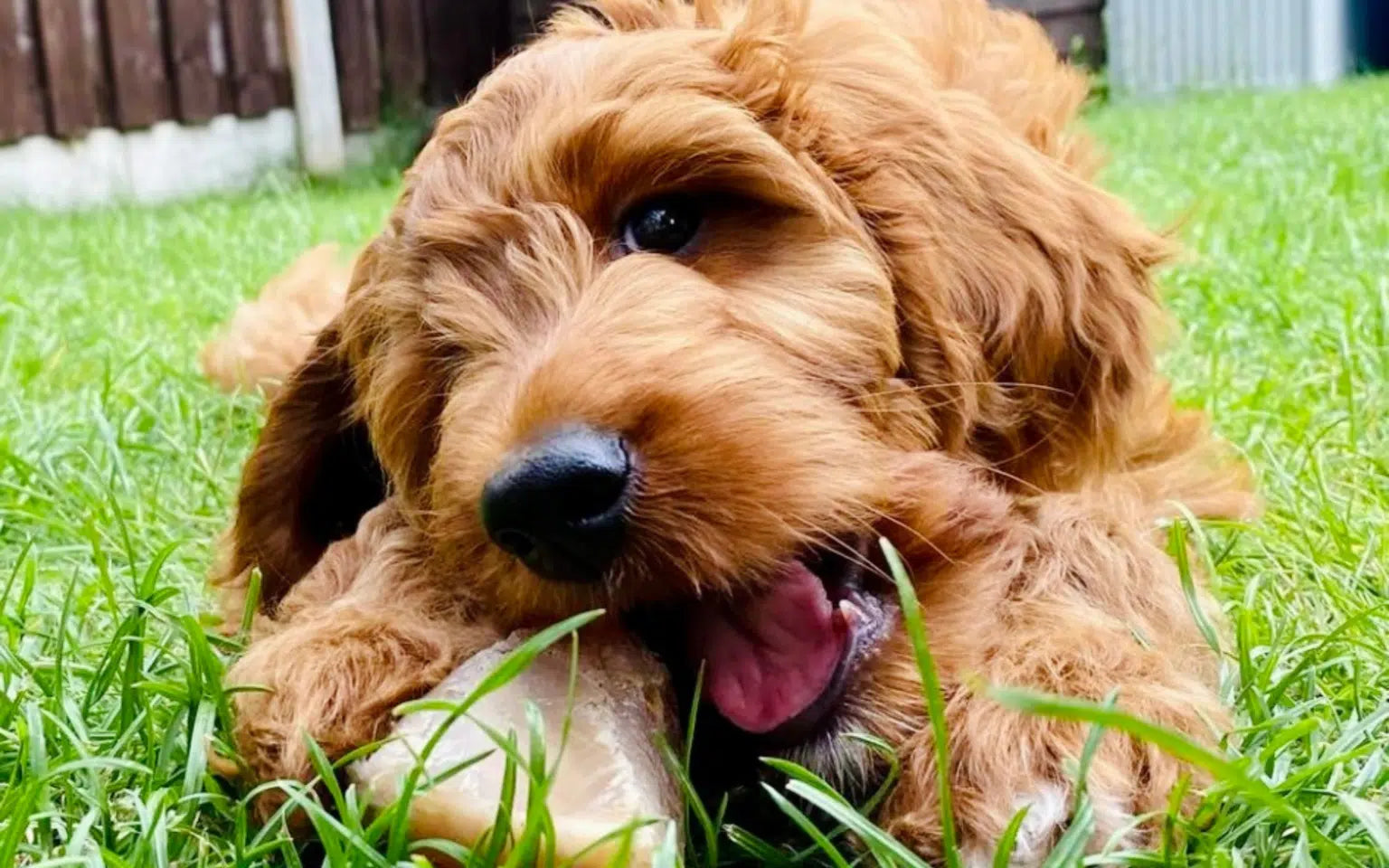 7 Long-Lasting Chews That Will Keep Your Dog Busy (Part 2) – Chomp & Chew