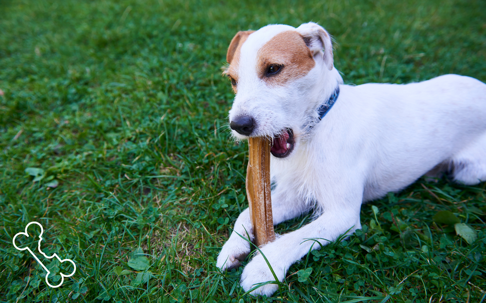 What Your Dog’s Chewing Habits Might Reveal About Their Mood – Chomp & Chew