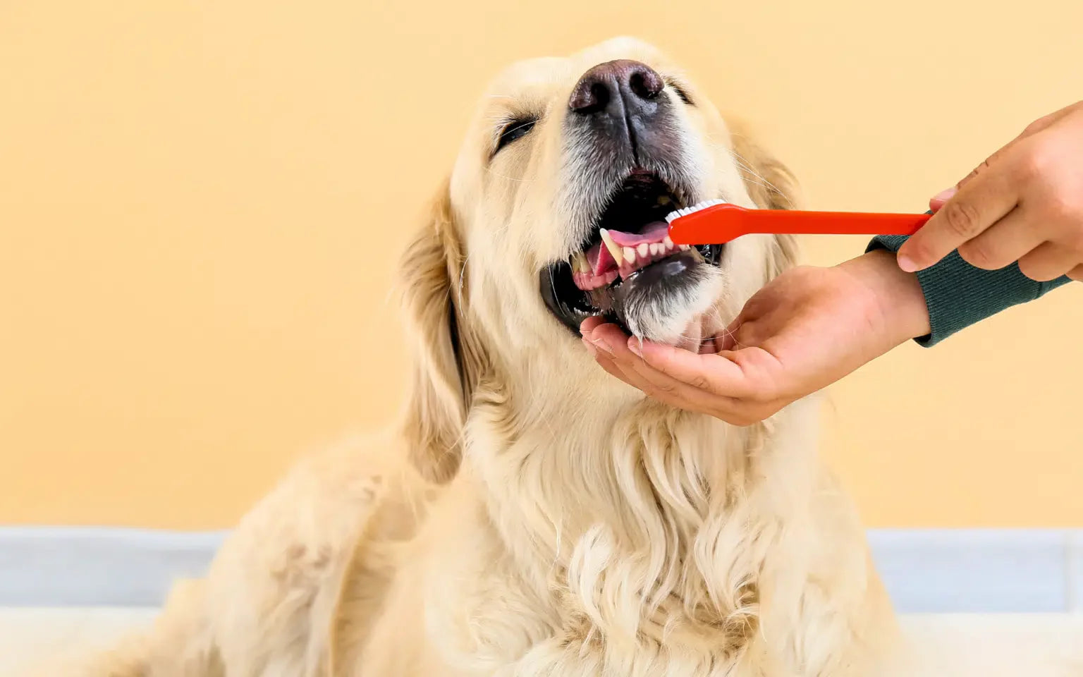 Maintaining Your Dog’s Dental Health – Chomp & Chew